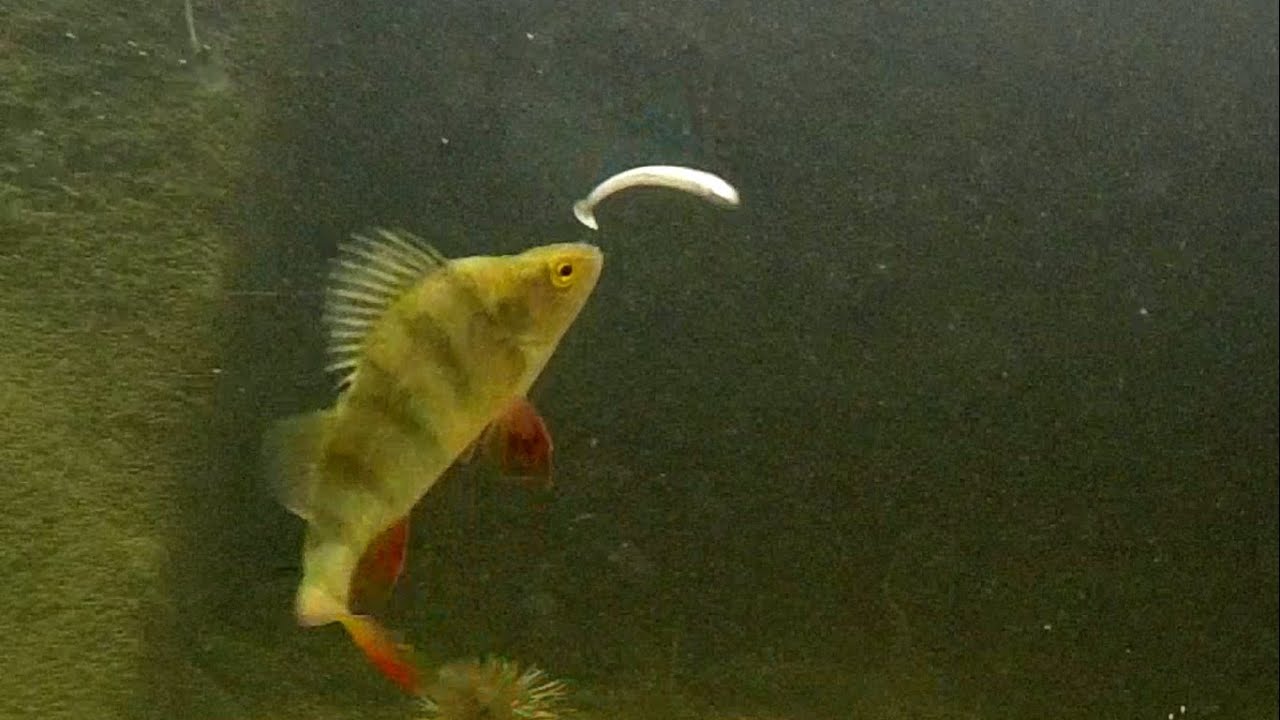 Perch eat Black Minnow: underwater attacks on fishing lure. - YouTube