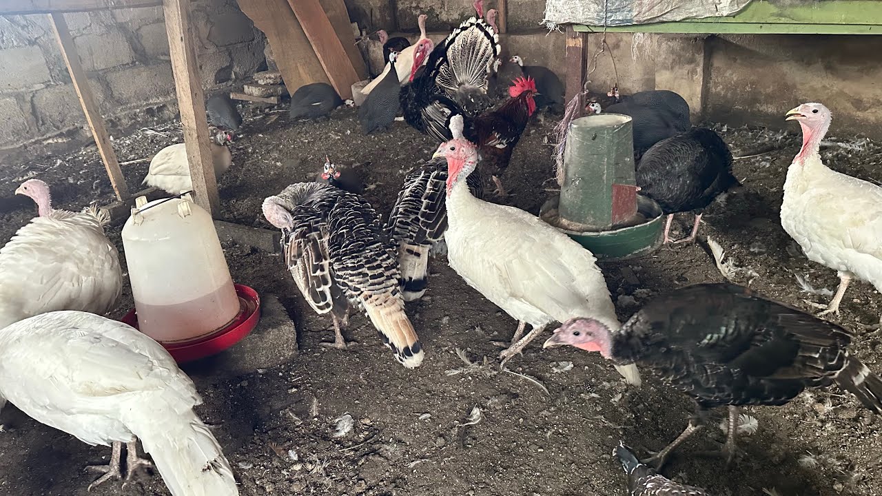 The easiest ways to rearing turkeys / Treatments and cures - YouTube