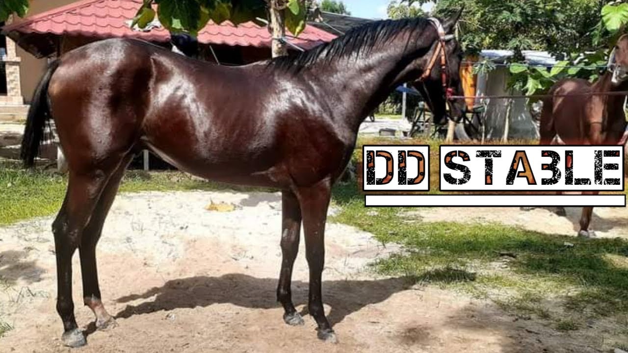 MELIHAT CARA MELATIH KUDA DI DD STABLE II KUDANYA BESAR-BESAR - YouTube