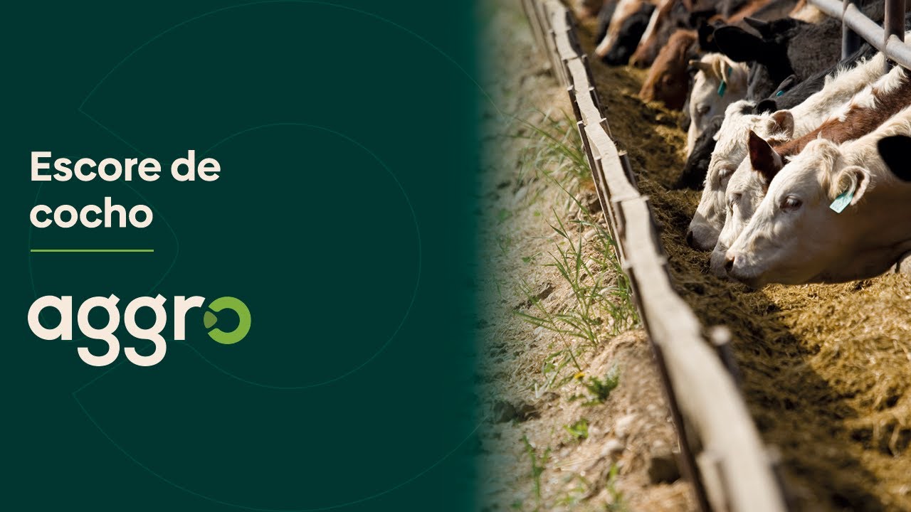 AggroDicas #15 - Escore de Cocho - YouTube