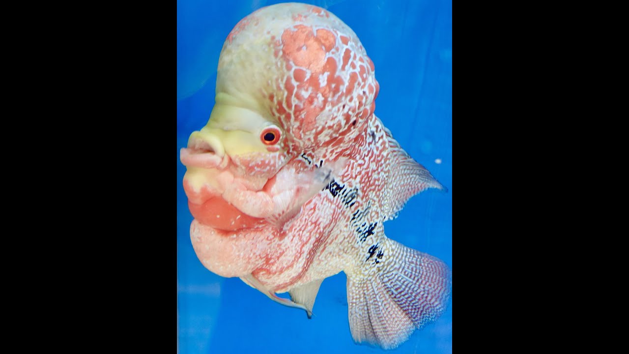 Red Devil Cichlid & Parrot Cichlid cross fish - it's Psycho the ...