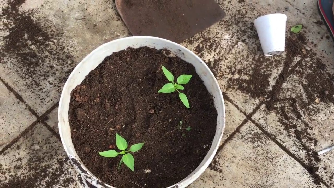 Grow Your Own Capsicum/ Green Pepper - YouTube