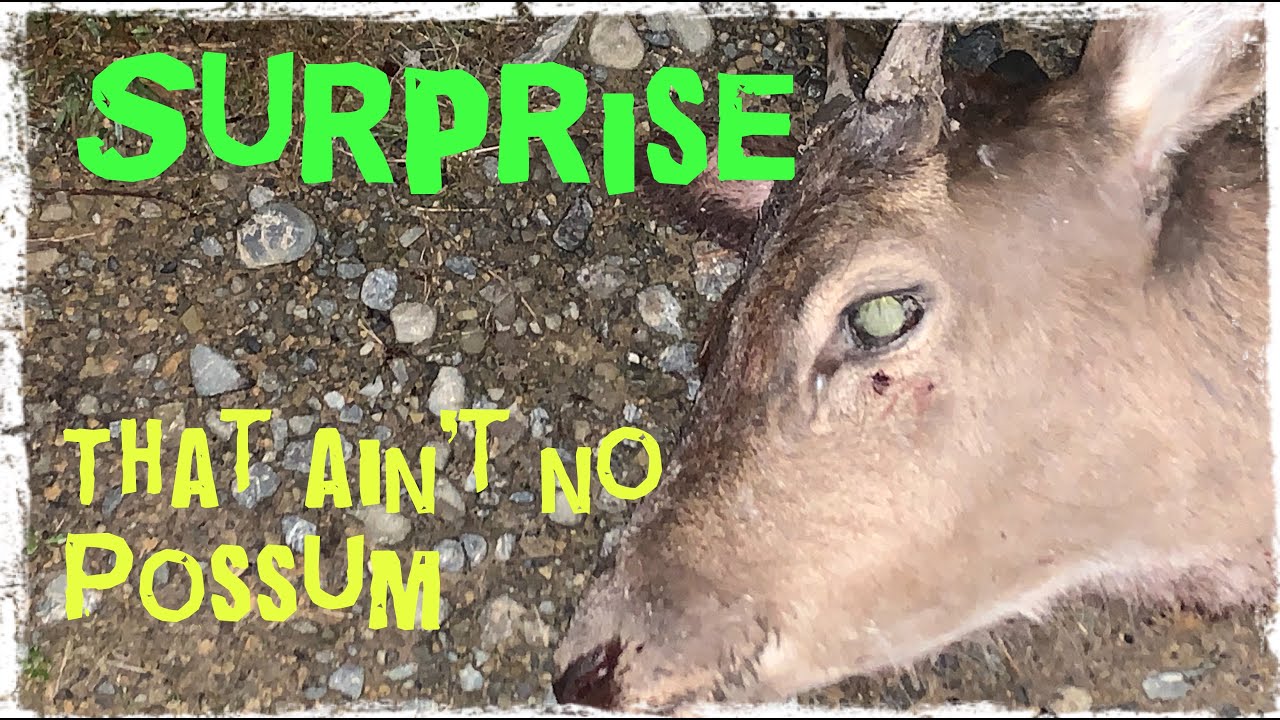 Possum Hunting at Night with a Bonus Fallow Deer. - YouTube