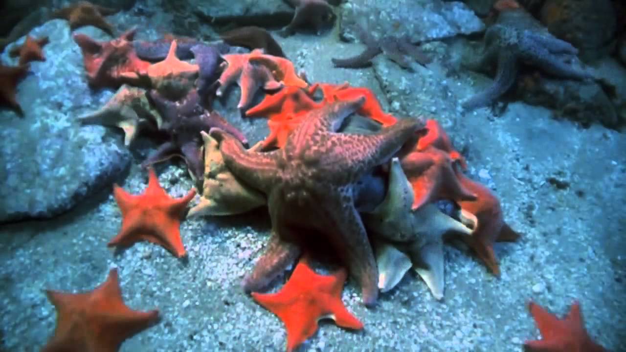 Starfish Regeneration Time Lapse