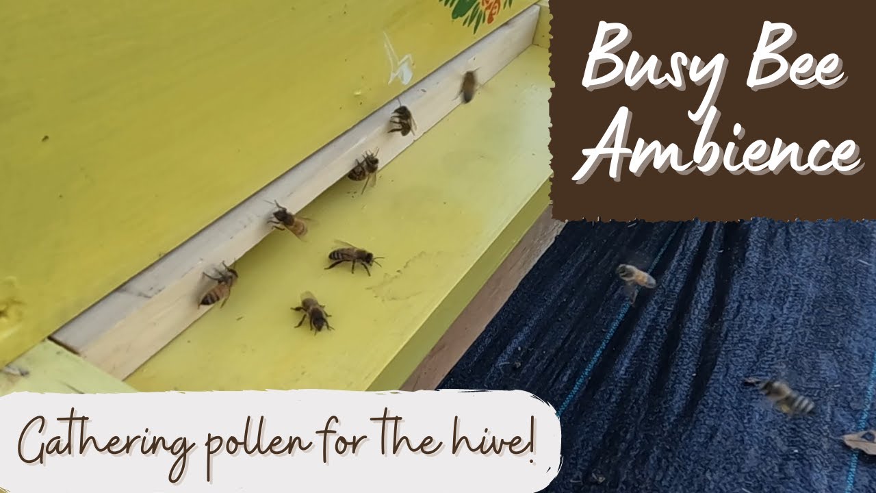 BUSY BEE HIVE AMBIENCE // BACKYARD // NATURE - YouTube