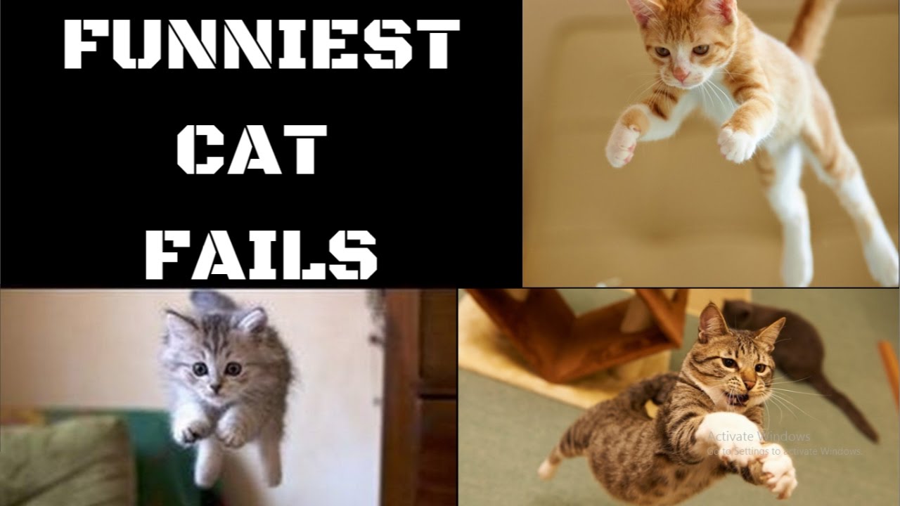 Funniest Cat Fails New Compilation Vol 3 Hilarious Cat And