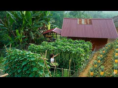 Farm building: gardening, harvesting cucumbers to sell, and growing long beans.
