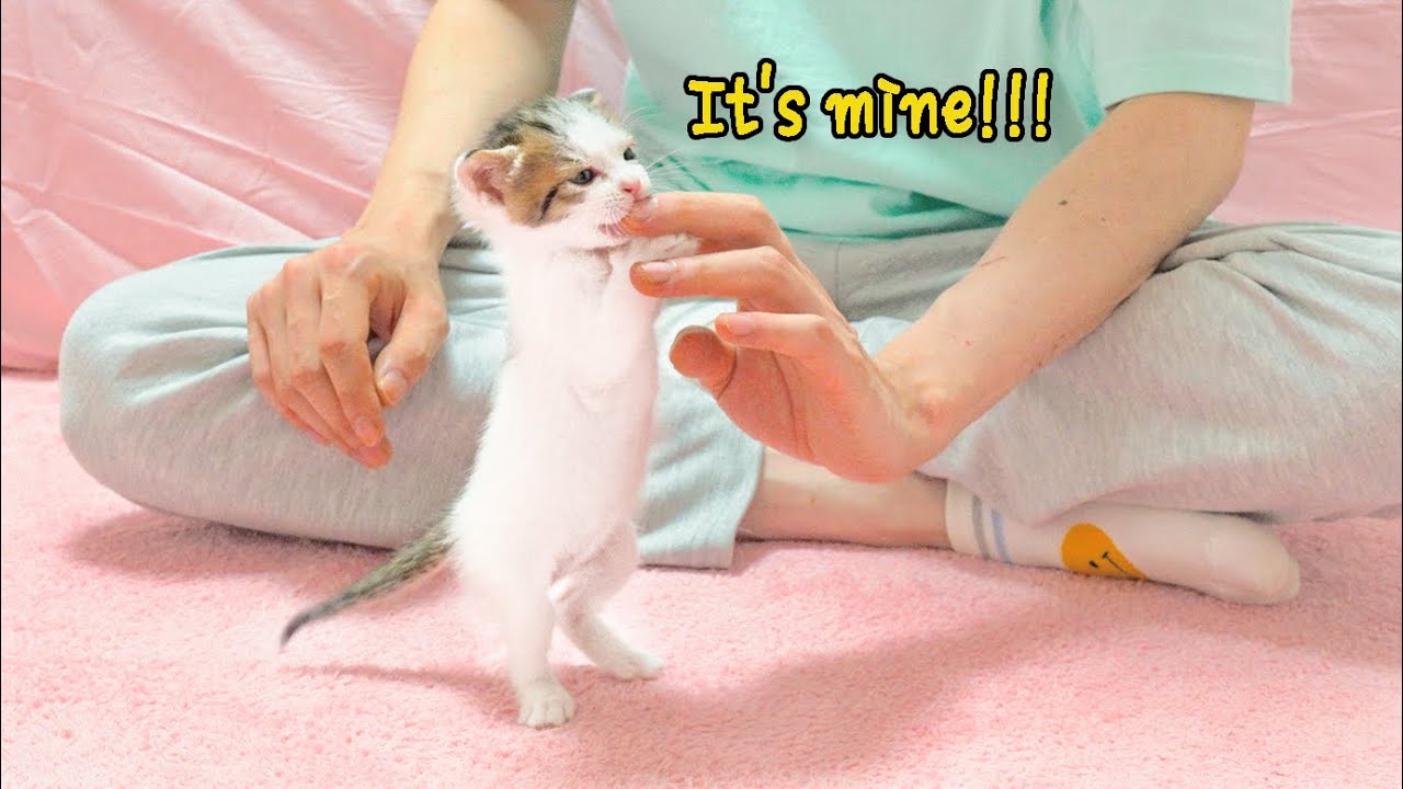 Grumpy Baby Kitten Tries to Bite Everything 😂 - YouTube