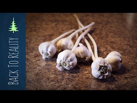 How to Make Garlic Powder (from fresh garlic)