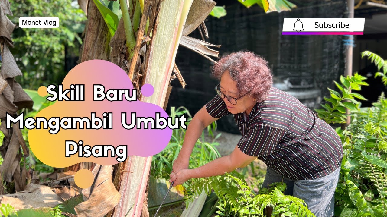 🔴 Cara Senang Dan Cepat Untuk Mendapatkan Umbut Pisang || Pansuh Umbut ...