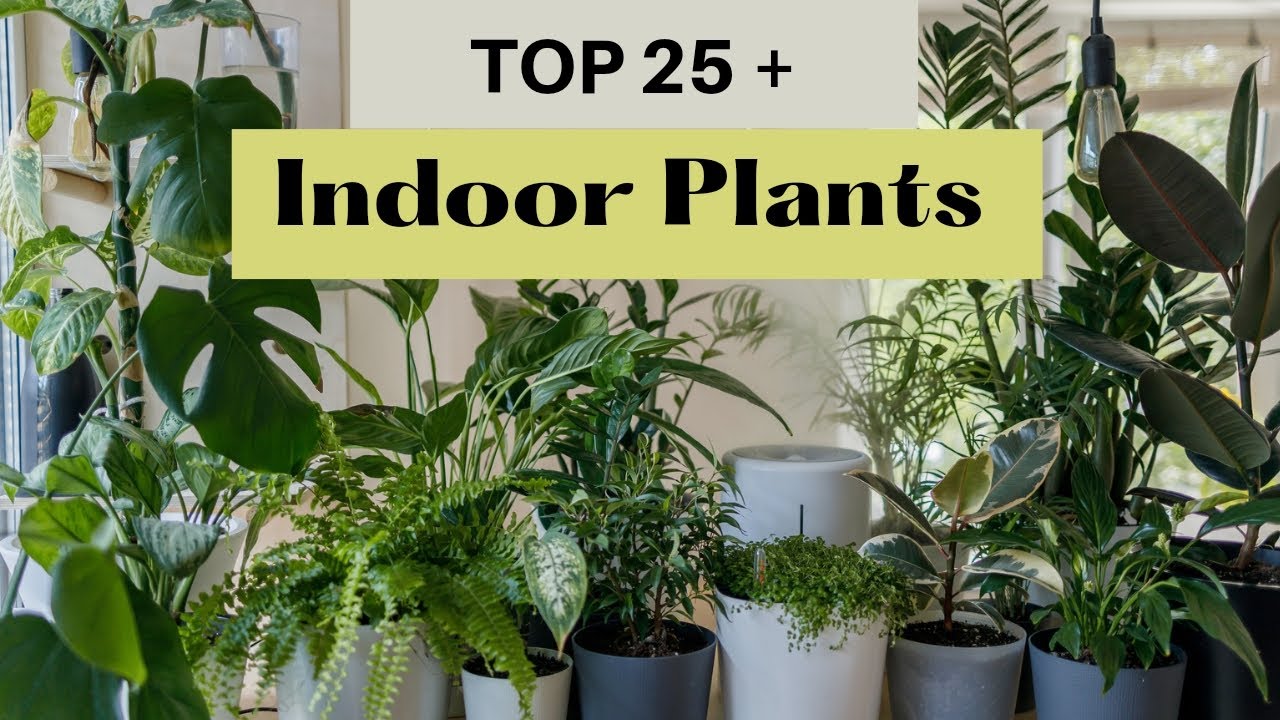 Top 25 Indoor Plants | Best Indoor Plants India | Best Indoor Plants ...