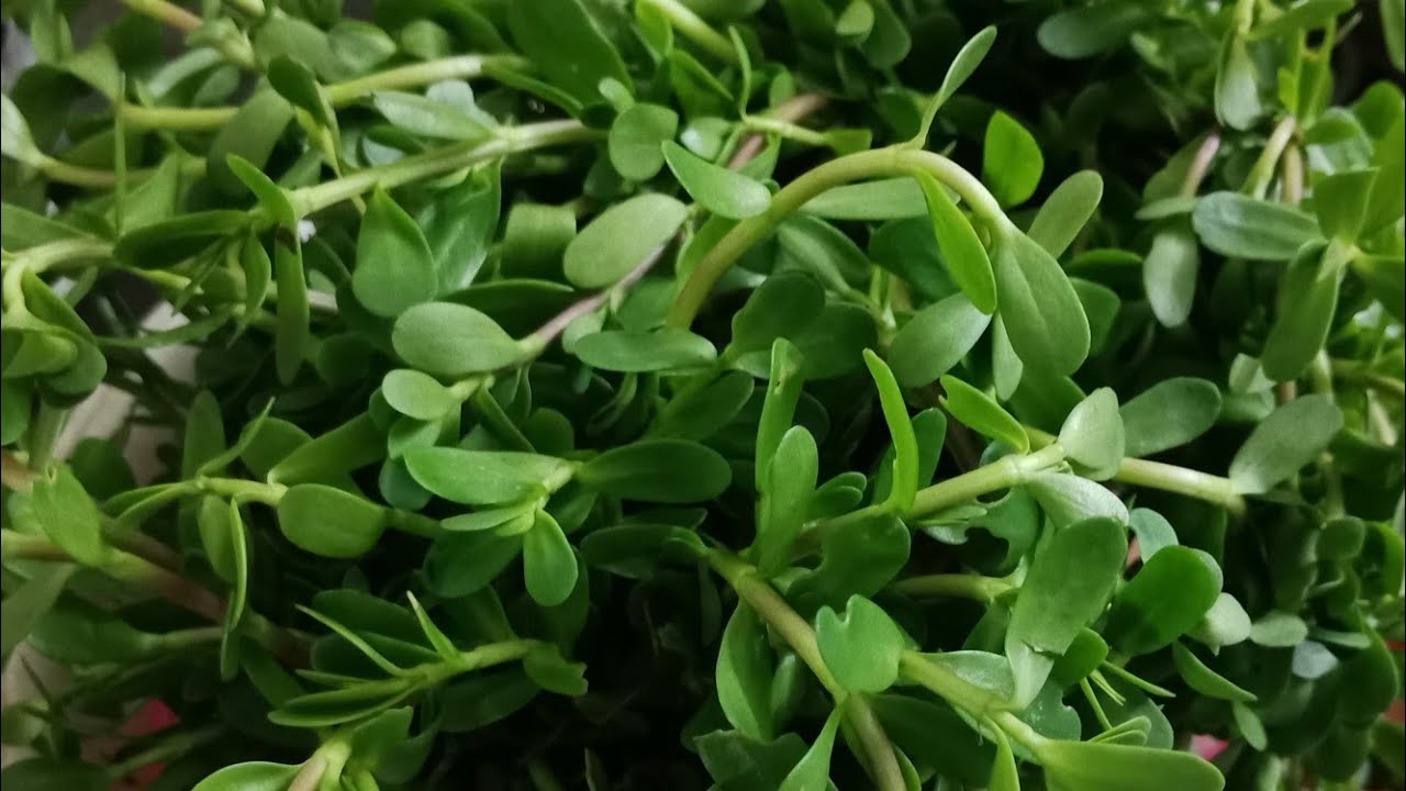 Brahmi Shak | Health Benefits of Brahmi Shak | How to cut and store ...