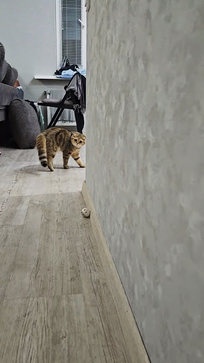 Sora The Turbo Cat 🐈 #cat #cats #funny #funnycats - YouTube