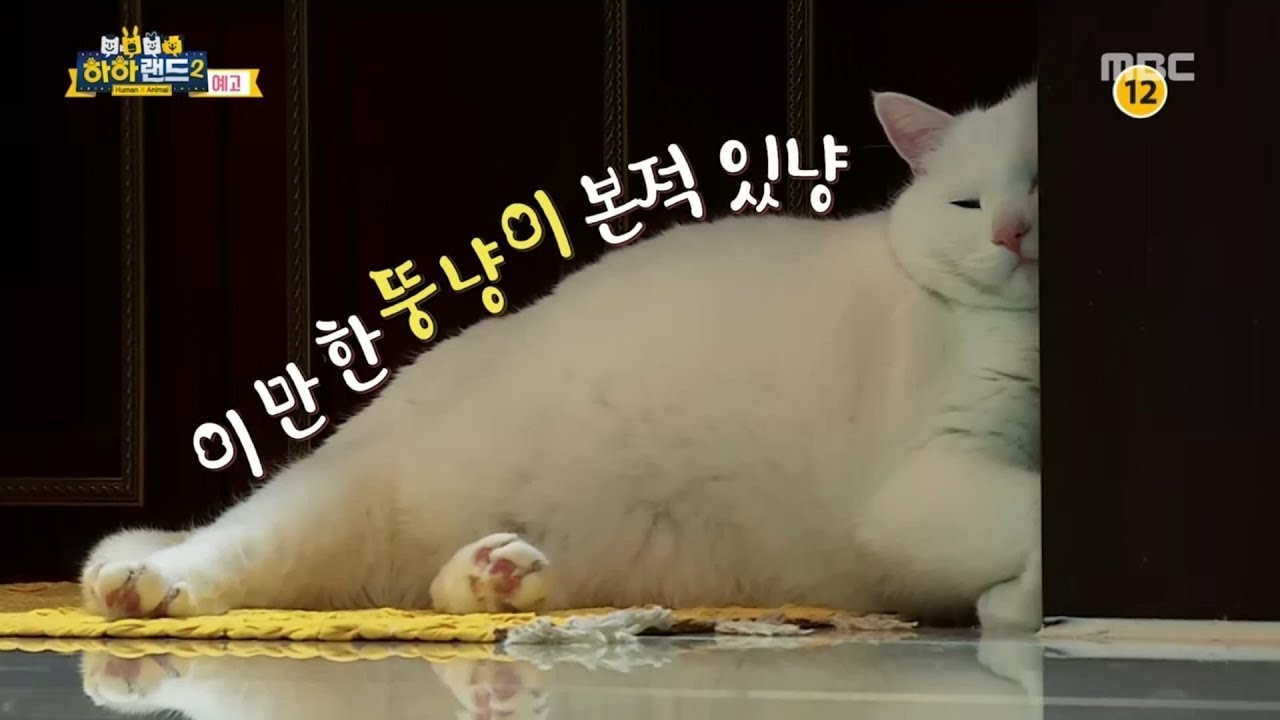 [Preview 따끈예고] 20180502 Haha Land 하하랜드 ep.12 - YouTube