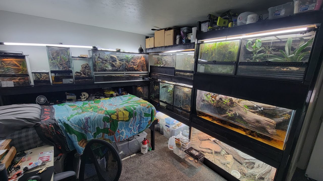Reptile room tour over 70 animals! - YouTube