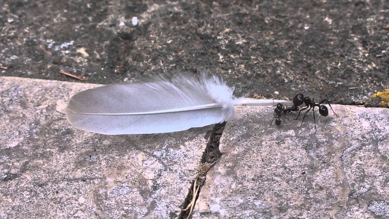 Messor barbarus : Major musclé - YouTube