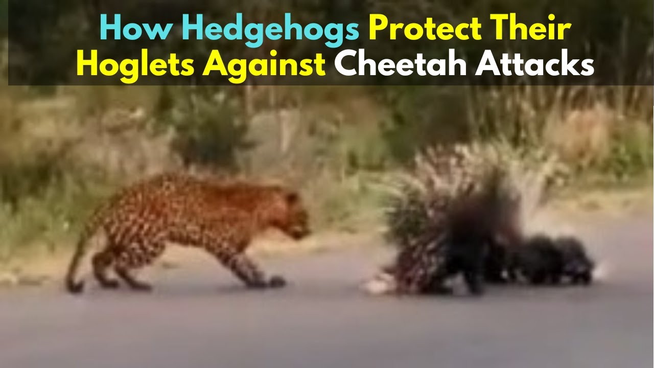 How Hedgehogs Protect Their Hoglets Against Cheetah Attacks - YouTube