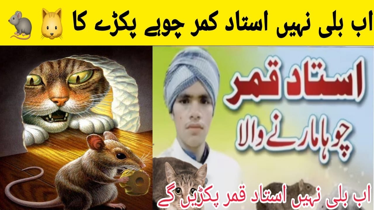 Ustad Qamar Chohe Marnay Walay | Ab Billi Nahi Ustad Qamar Chohe Pakray ...