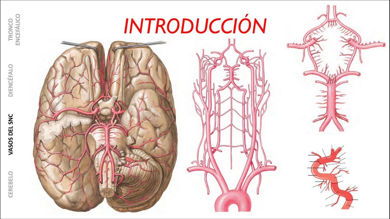 IRRIGACIÓN Y DRENAJE VENOSO DEL SNC - YouTube