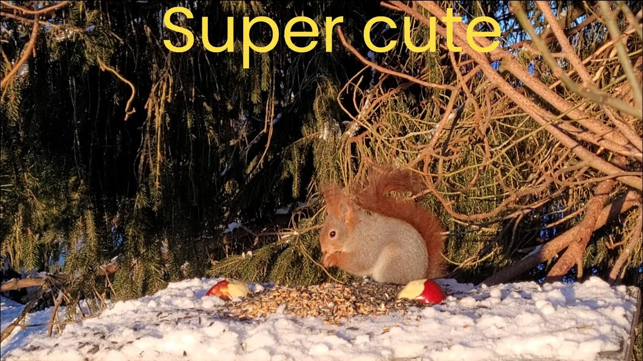 Super cute red squirrel on high alert at this squirrel and bird feeding ...