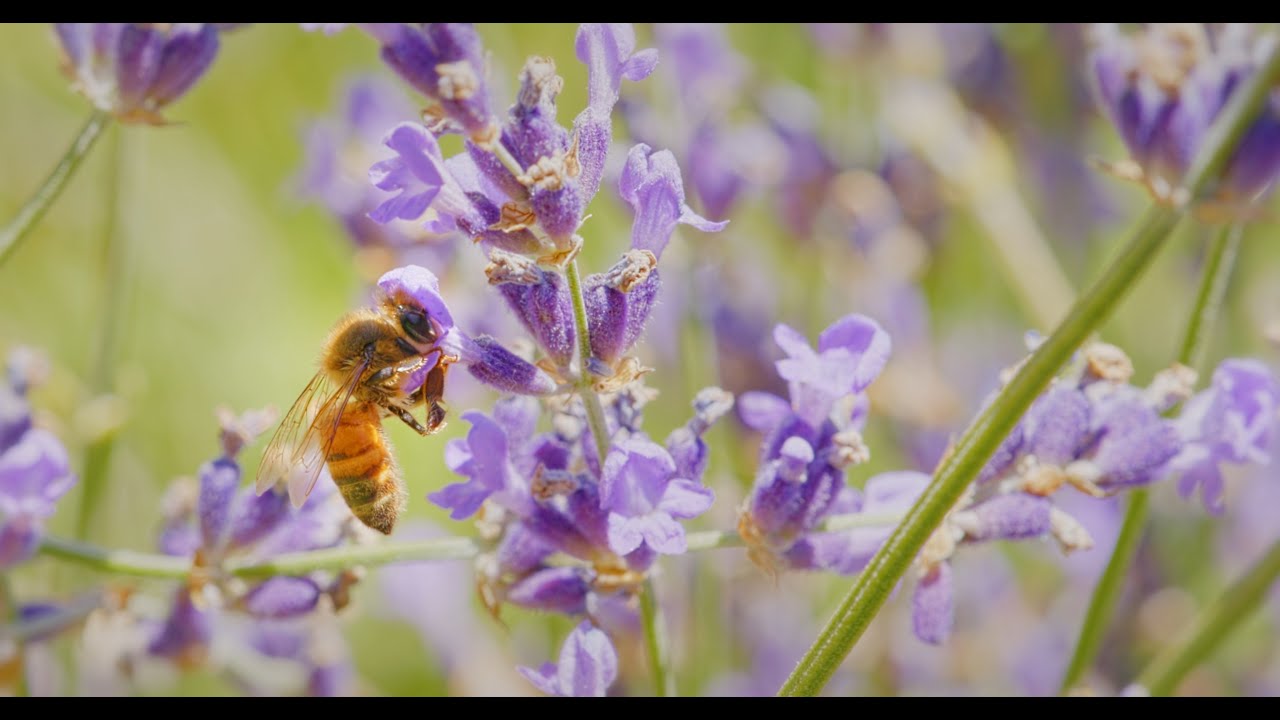 Bee waggle dance: BYU computer scientists decode bee communication - YouTube