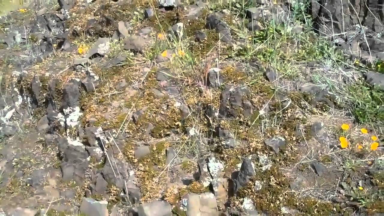 Plein Air Paintout Field Trip Avenue 9 Gallery with Linnea Hanson - YouTube