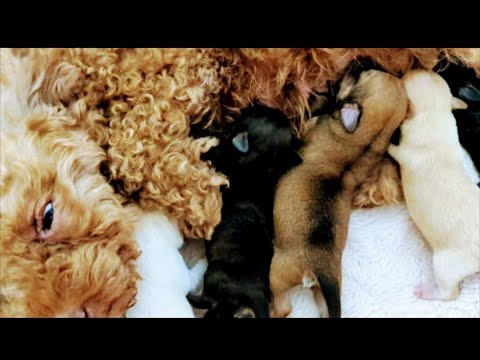 Poodle Rescue Update 01: She Gives Birth to Five Adorable Non-Poodle ...