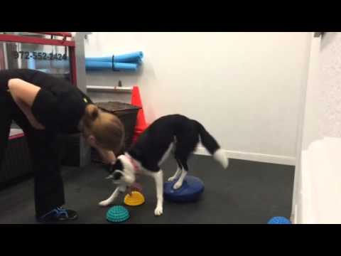 Pogo on Fitpaws Fit Pods and small balance disc - YouTube