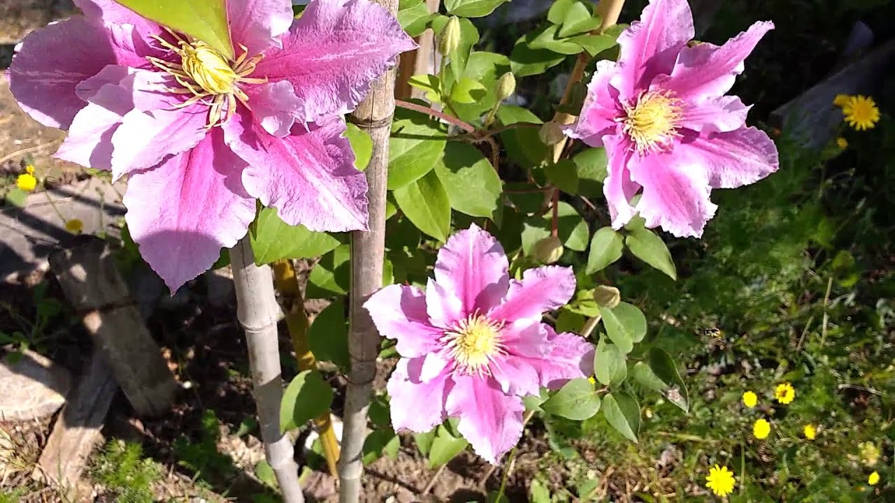 Clematis Piilu (Bach flower remedies) medicinal plant - YouTube