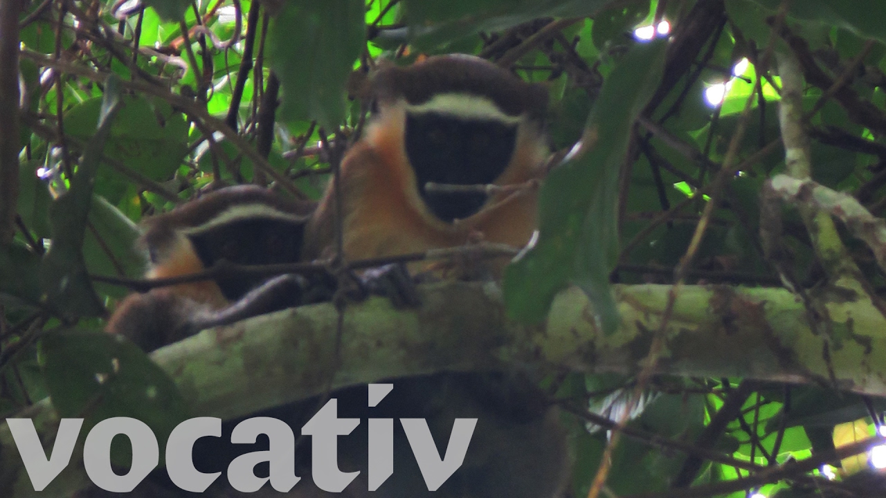 Endangered Monkey Filmed In New Habitat - YouTube