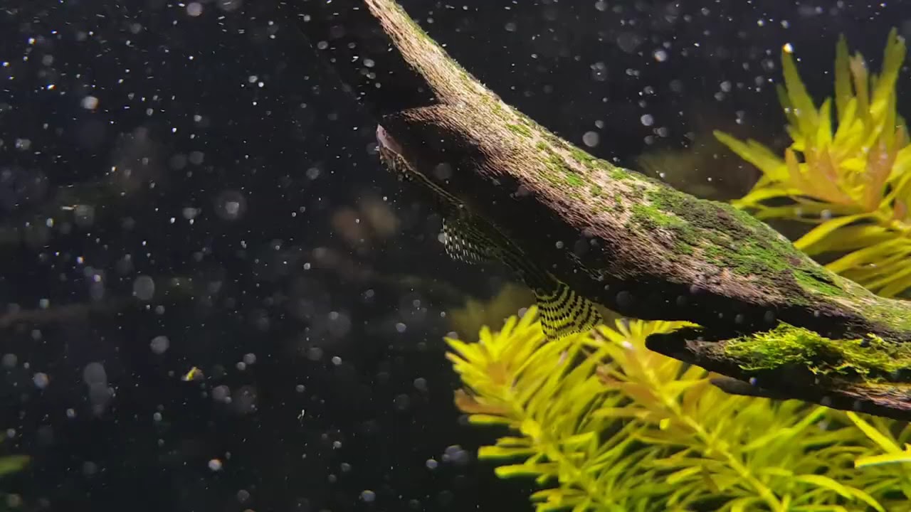 Hillstream loach. - YouTube