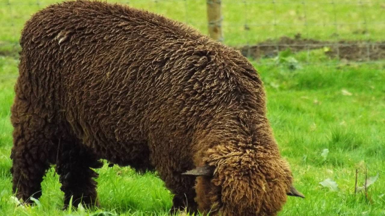 Animals of Boulderclough - YouTube