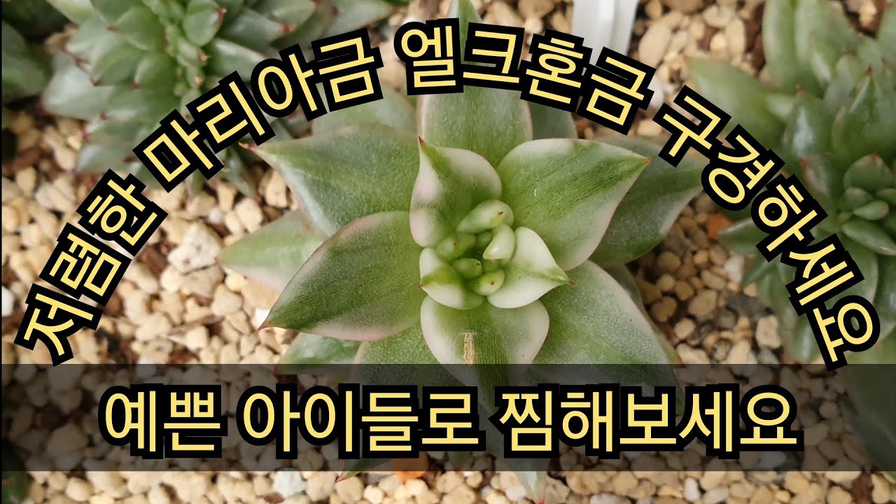 1월 26일 저렴한 금아이들 구경해보세요 다육 다육이금 다육이 다육식물 다육이키우기 Youtube