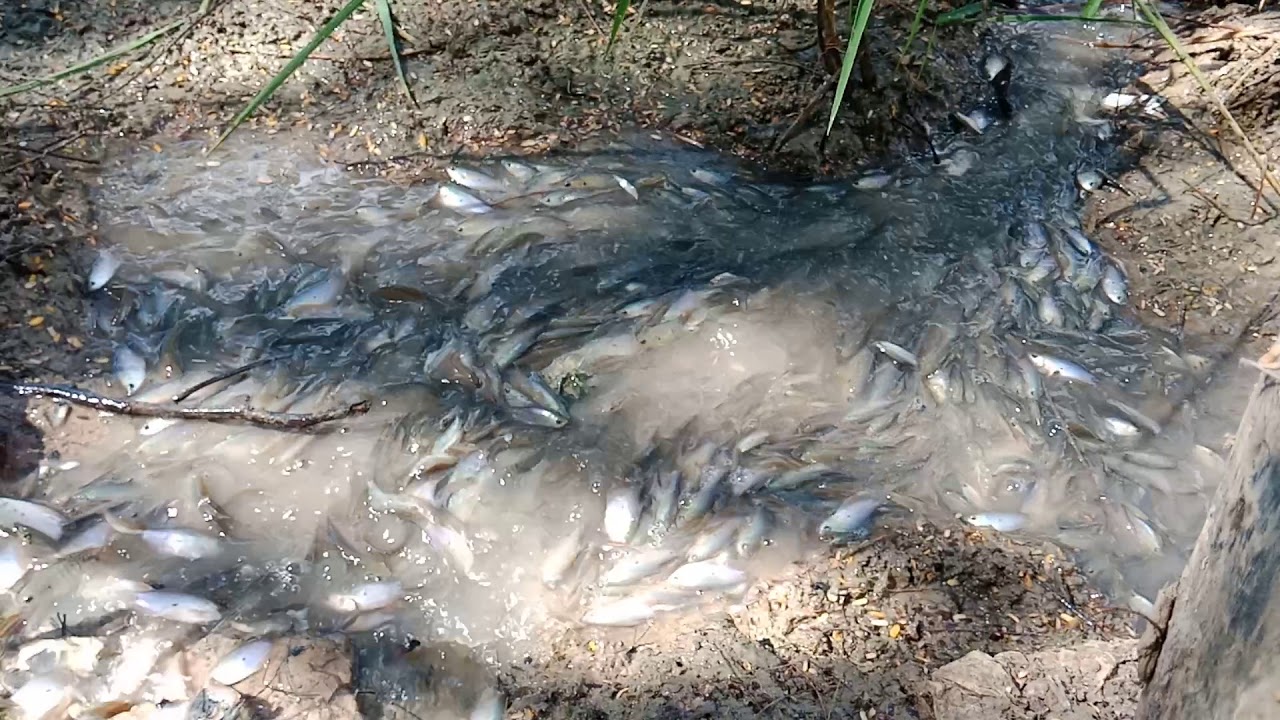 How to Find Fish in Cambodia really easy . - YouTube
