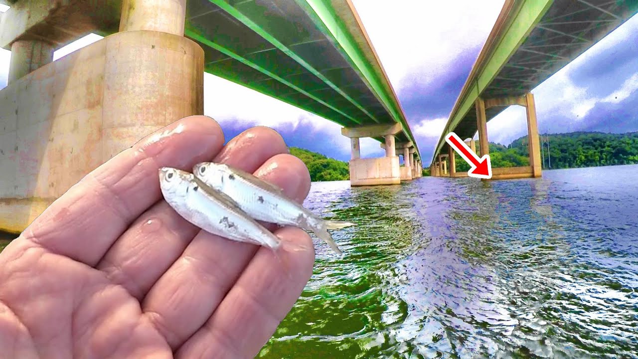 If You Like To Eat Crappie - Easy Way To Catch Them In The Summer ...