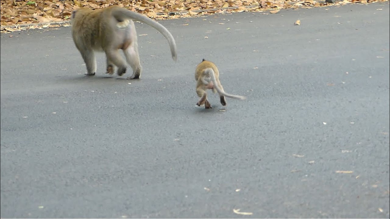 Baby Monkey Bobby Run Across The Road Go And Back. It Not Safe If He ...