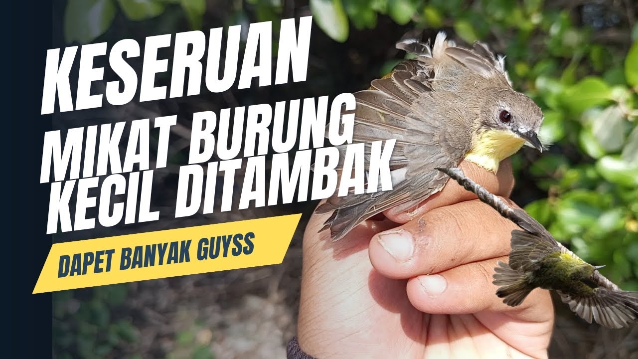 Mikat burung kecil di tambak kendal - YouTube