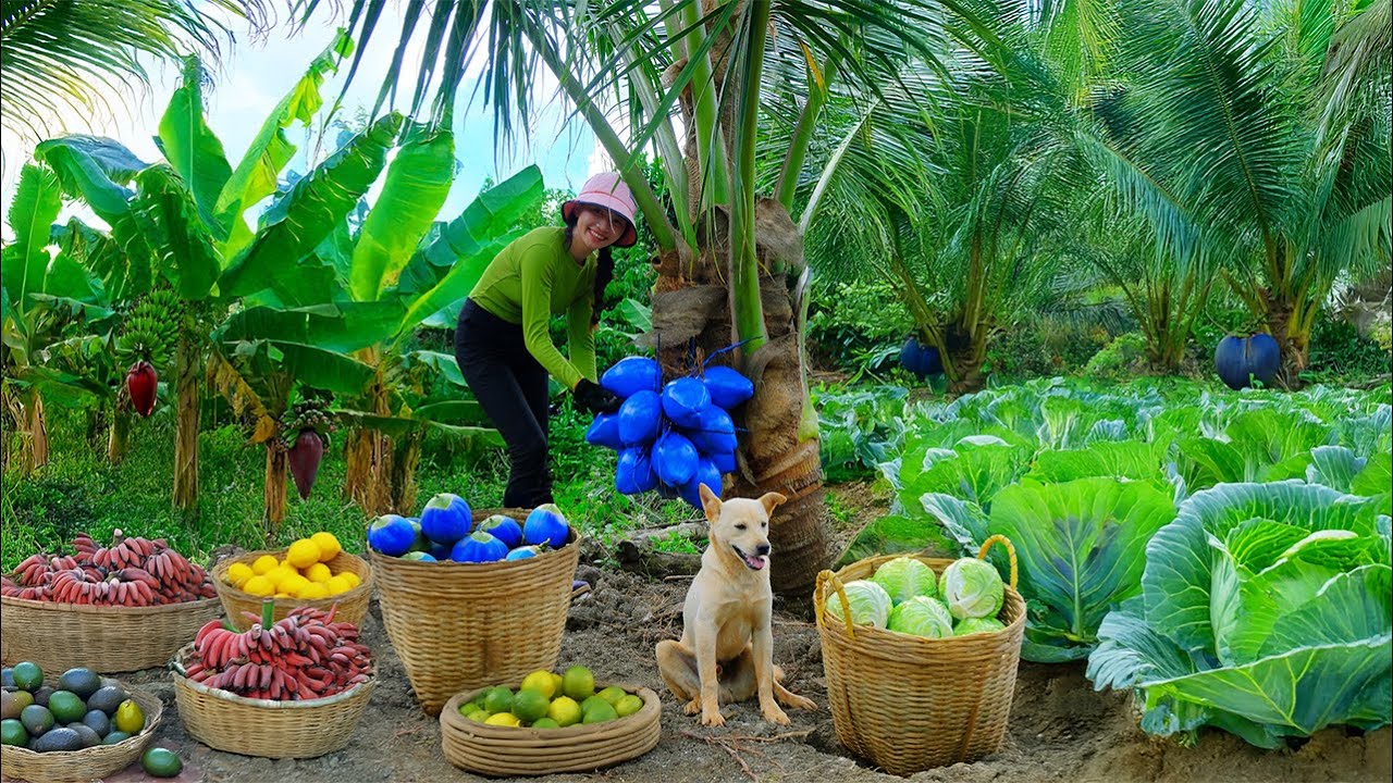 Harvest, Sell, Cook: Coconuts, Bananas, Avocados, Lemons – Raise ...