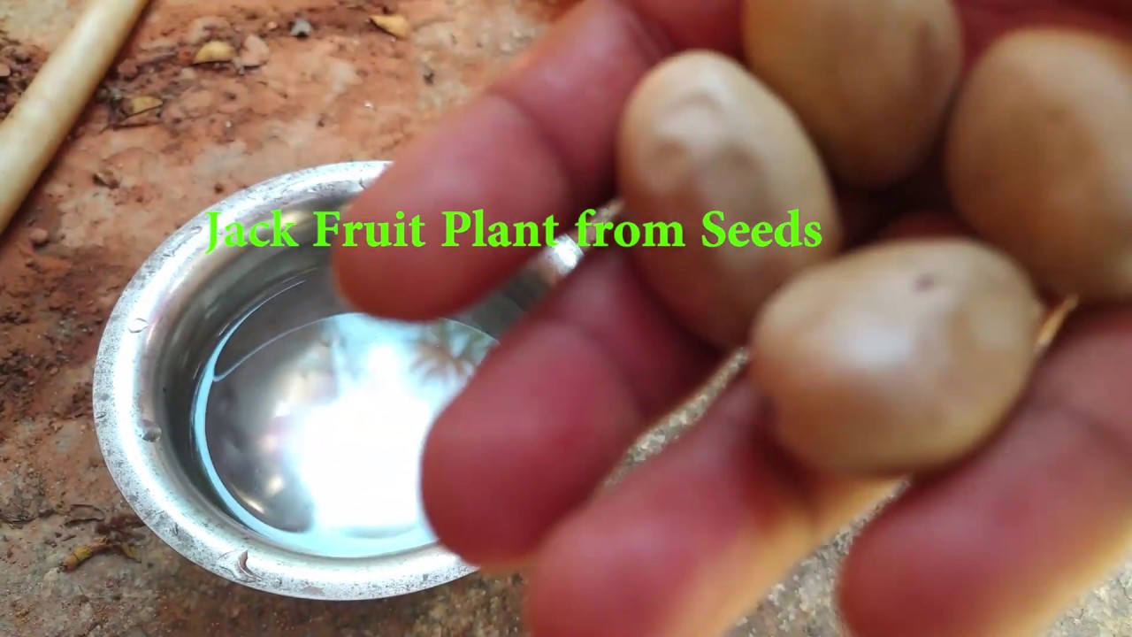 how to grow Jack Fruit Plant from Seeds - YouTube