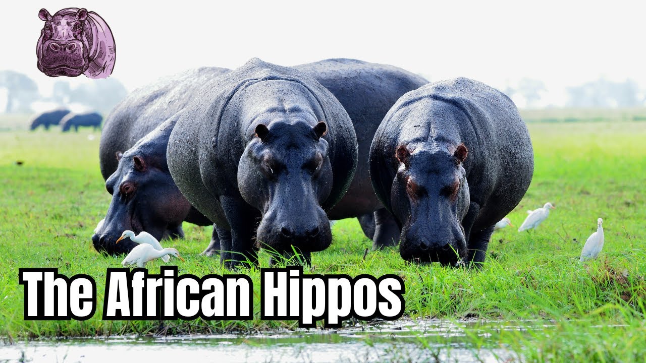 The African Hippos and Wildlife Documentary - YouTube