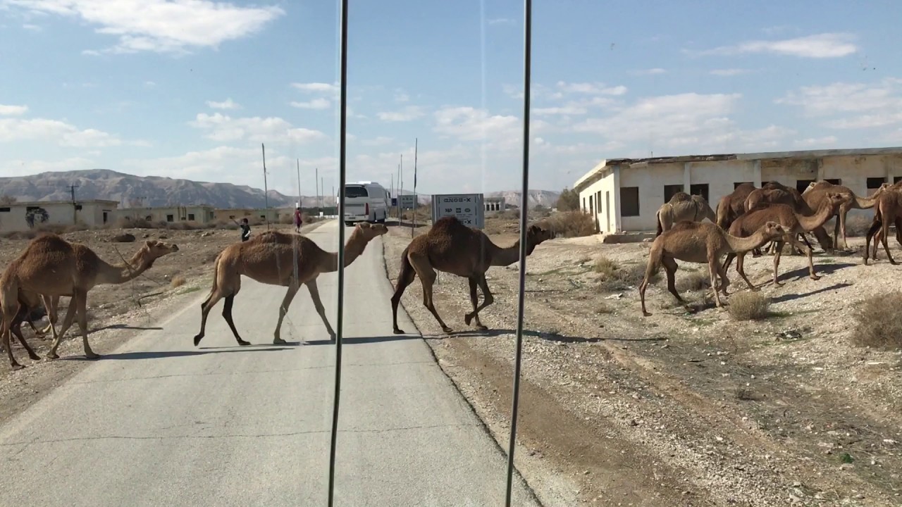 2017 Flock of Camels - YouTube