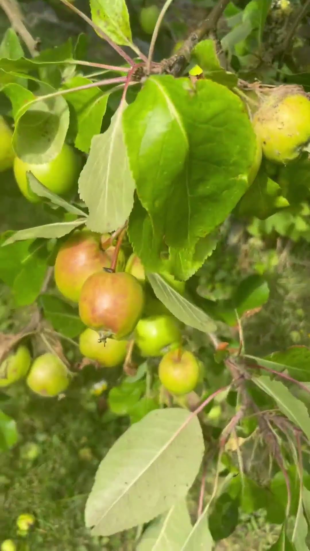 #apple# puno hitik na sa bunga # may haharvest na naman ako next month ...