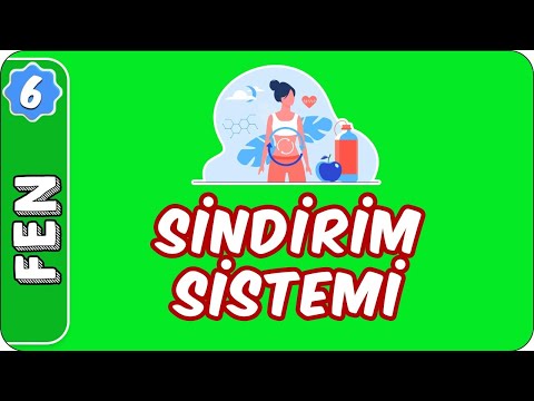 Sindirim Sistemi |  6. Sınıf Fen evokul Kampı