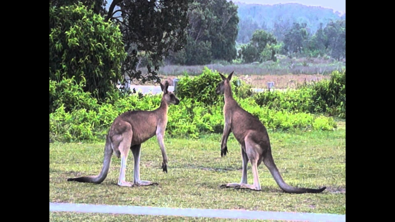 Epic Kangaroo Fight - YouTube