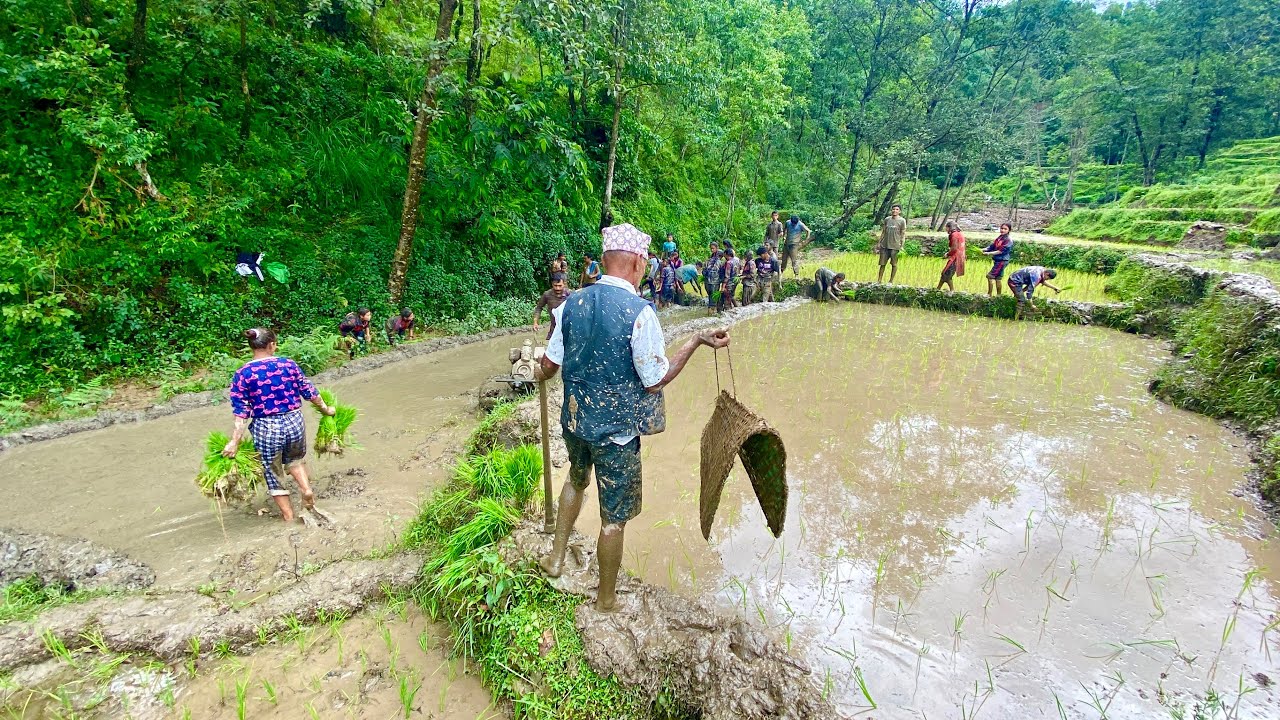 Very beautiful countryside life in Nepal | Traditional paddy farming in ...