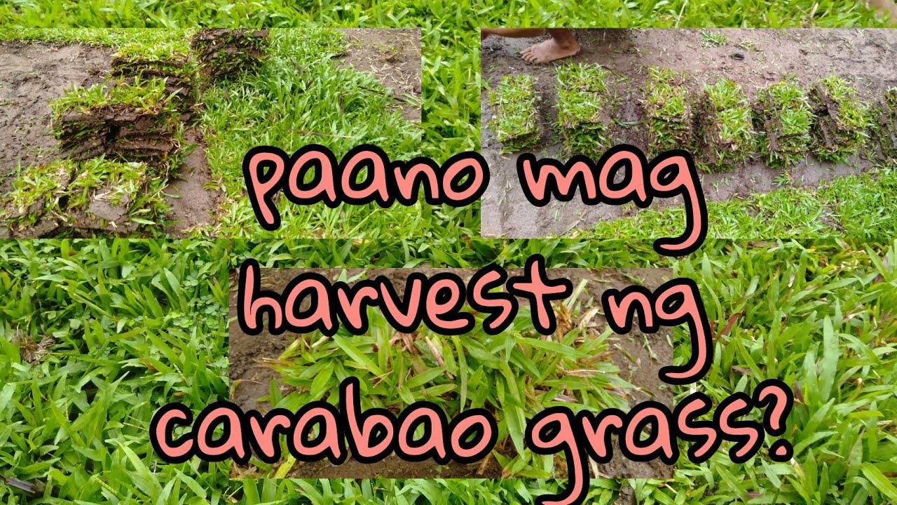 Paano Mag Harvest Ng Carabao Grass cutting grass carabao landscape