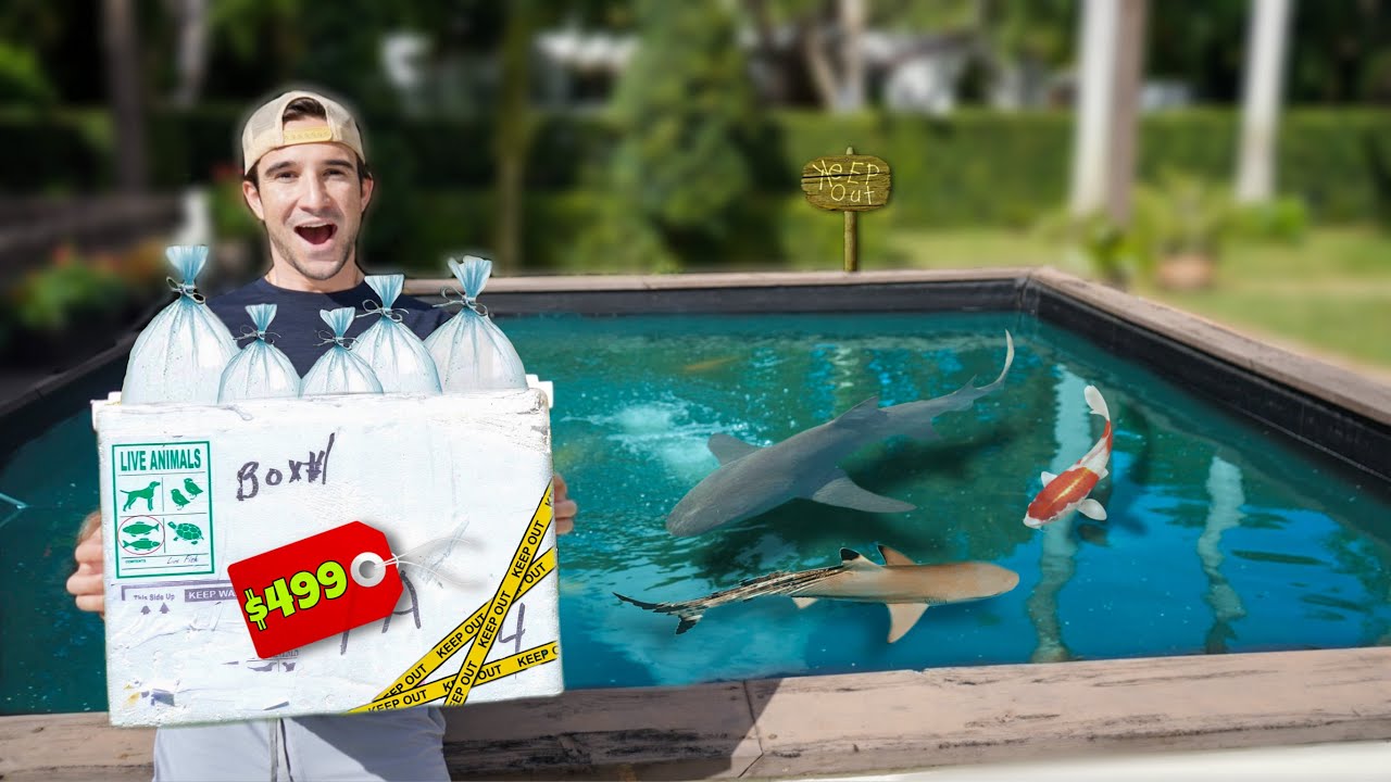 I Bought TONS of FISH To Feed My 4000G Backyard Pond!! - YouTube