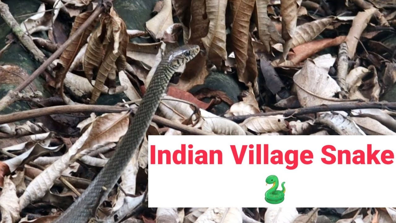Indian Village Snake | Giant Snake | 4k Video - YouTube