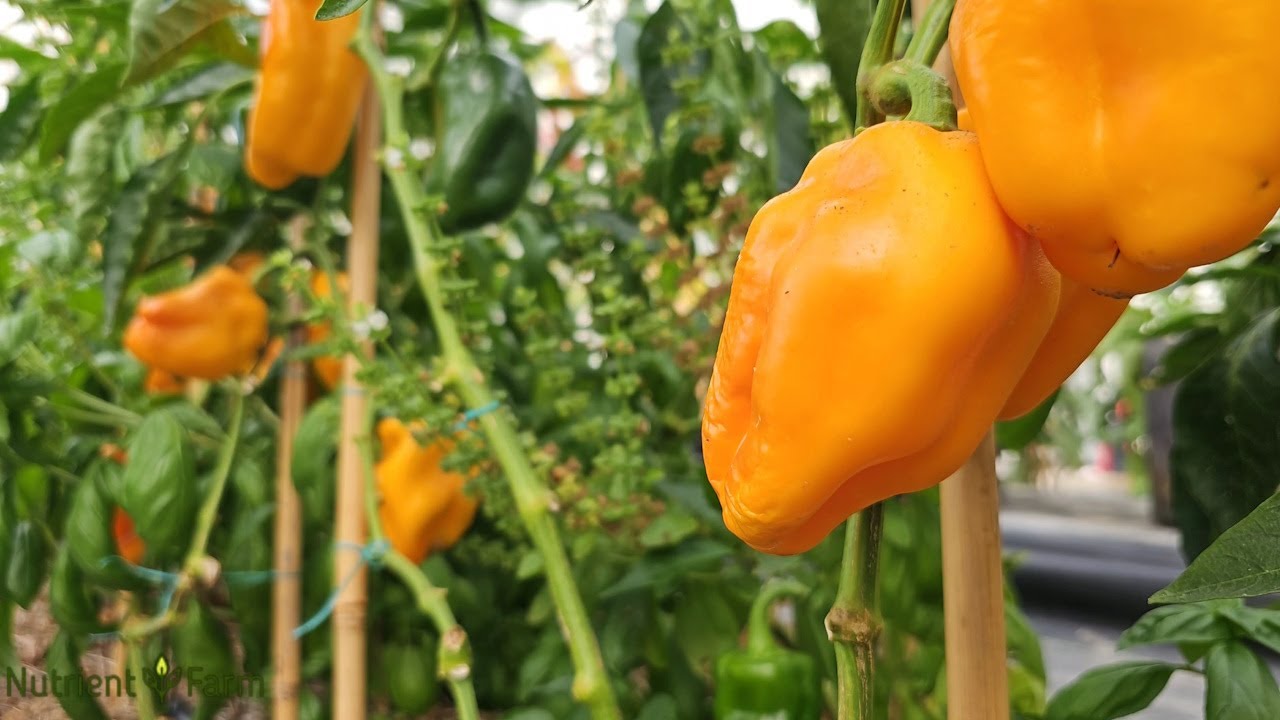 Nutrient Farm Scenery #27 - Organic Peppers and Basil - YouTube