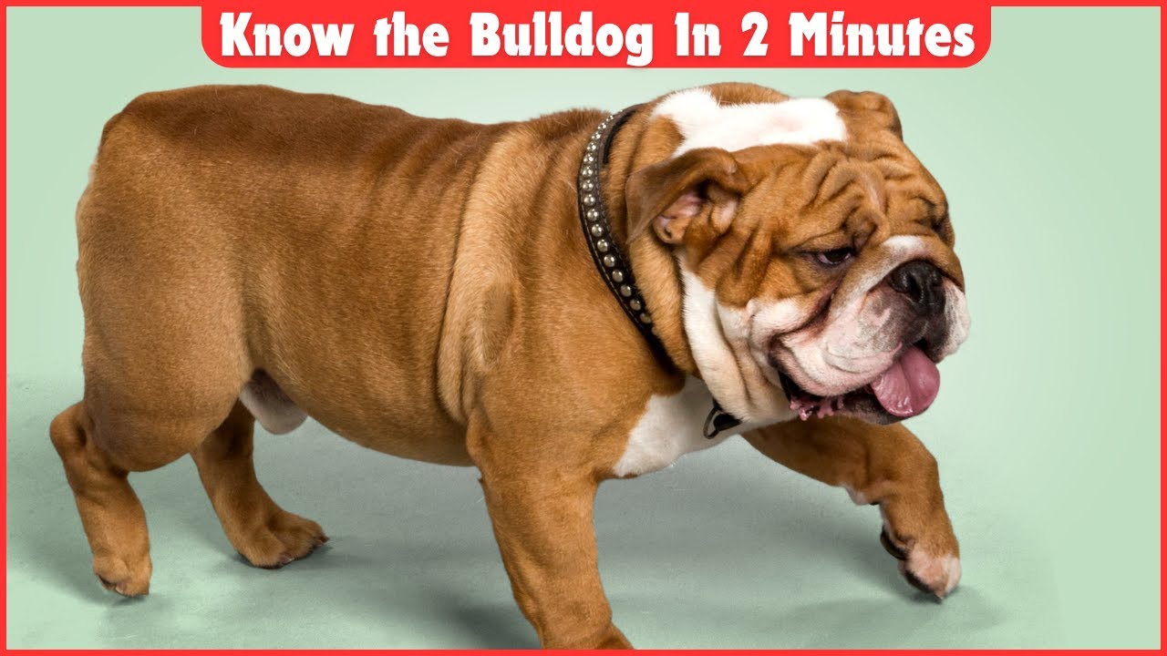Bulldog - In 2 Minute! Most Loyal, sturdy, wrinkled & affectionate. dog ...